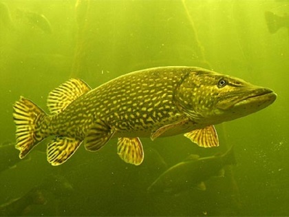 Stiuca - Esox Lucius